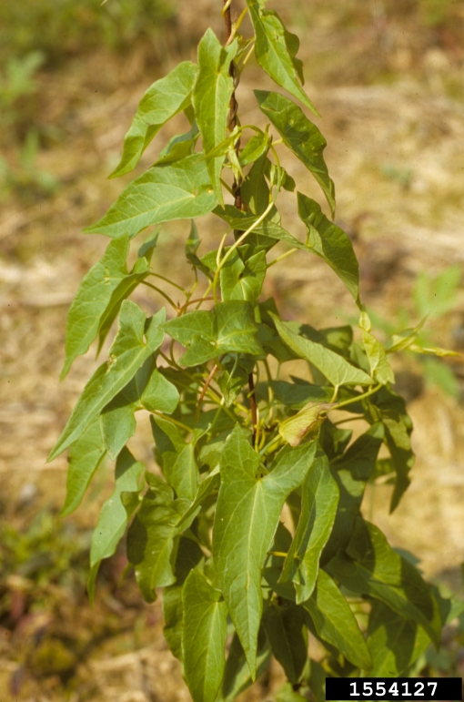 hedge bindweed (Calystegia sepium (L.) R. Br)