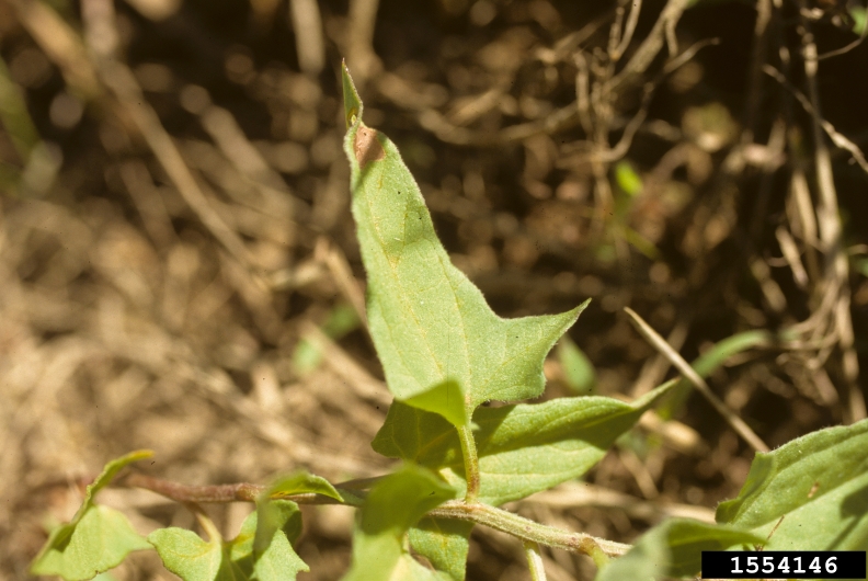 Japanese bindweed (Calystegia hederacea Wall.)