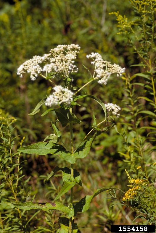 boneset (Eupatorium perfoliatum L.)