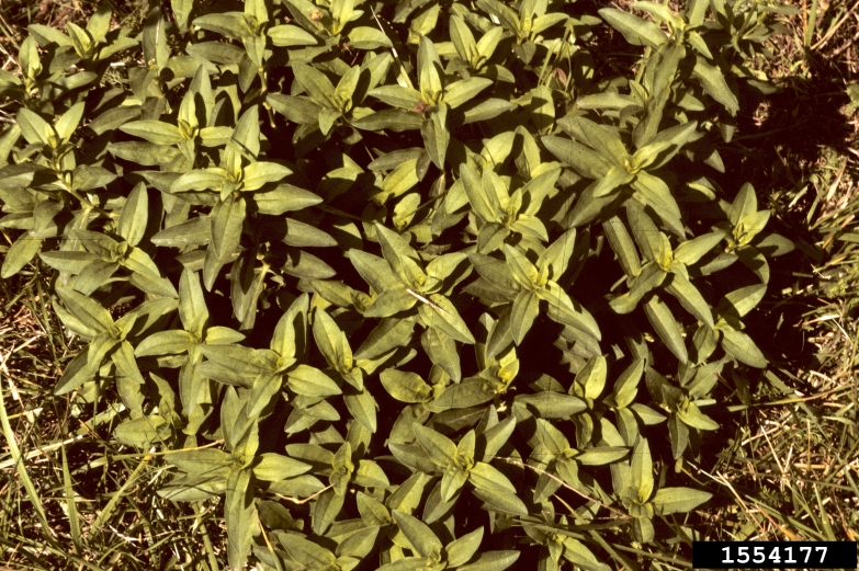 bouncingbet (Saponaria officinalis L.)