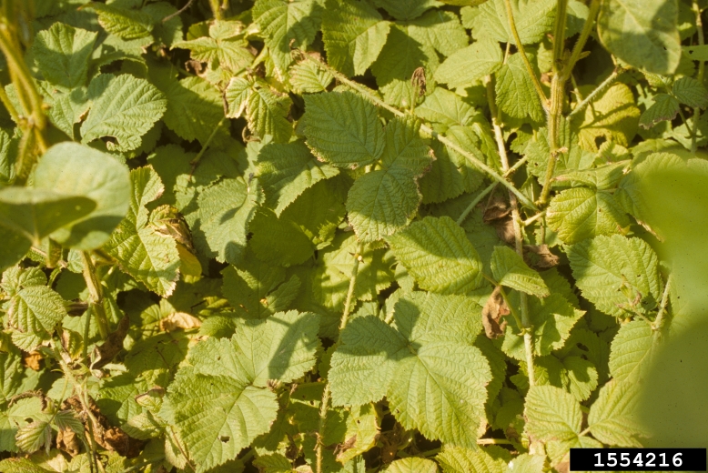 cane fruit (blackberry, raspberry) (Genus Rubus L.)