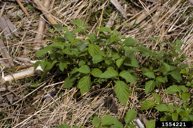 cane fruit (blackberry, raspberry) (Genus Rubus)