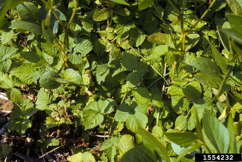 cane fruit (blackberry, raspberry) (Genus Rubus)