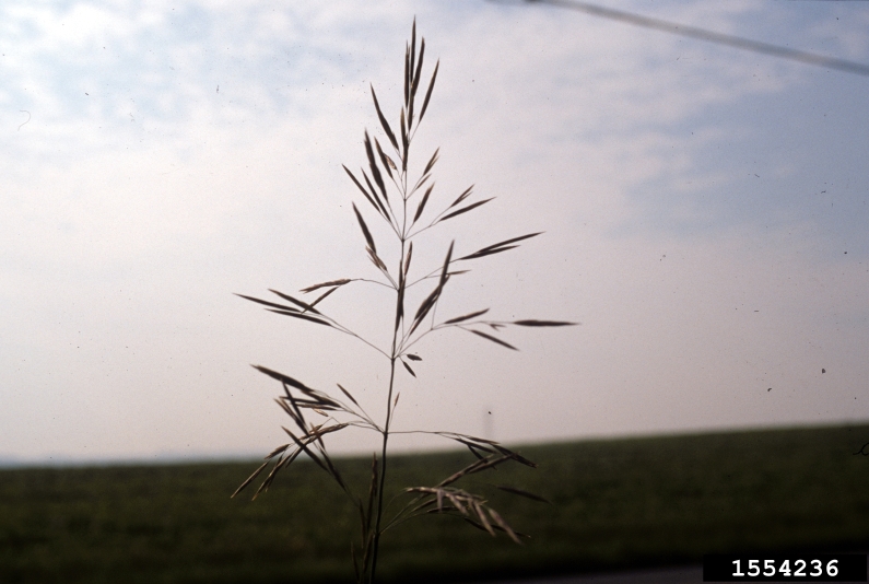 smooth brome (Bromus inermis Leyss.)