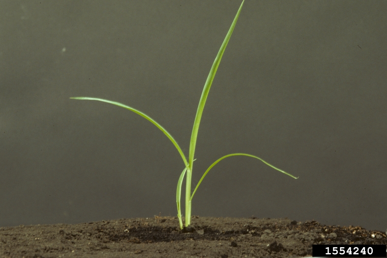 smooth brome (Bromus inermis Leyss.)