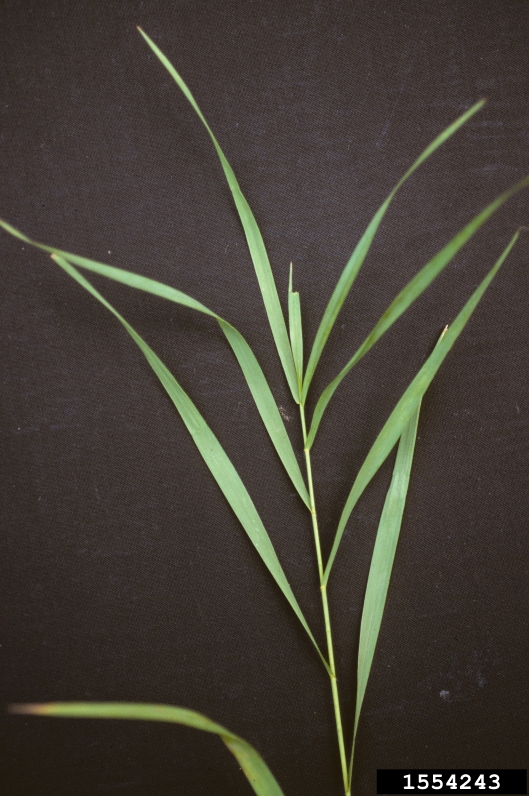 smooth brome (Bromus inermis Leyss.)