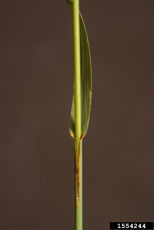 smooth brome (Bromus inermis Leyss.)