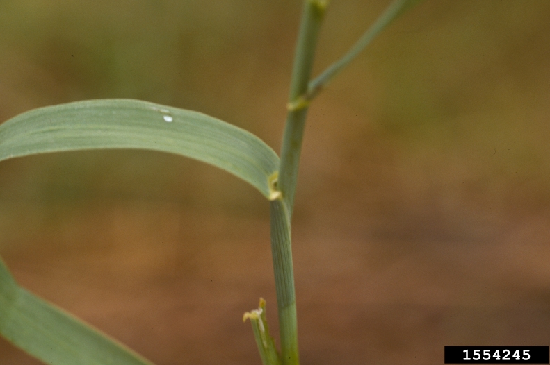 smooth brome (Bromus inermis)