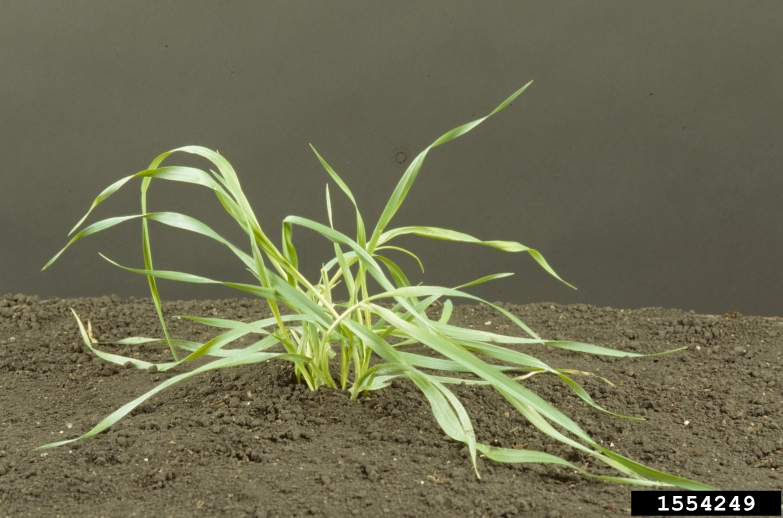 smooth brome (Bromus inermis Leyss.)