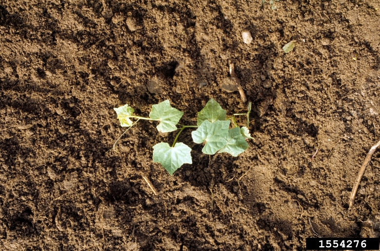 burcucumber (Sicyos angulatus L.)