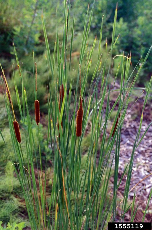 common cattail (Typha latifolia L.)