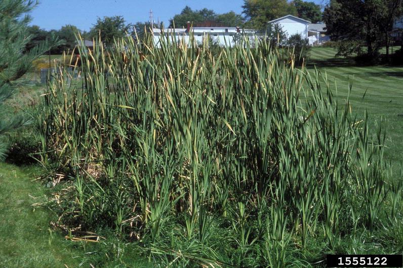 common cattail (Typha latifolia L.)