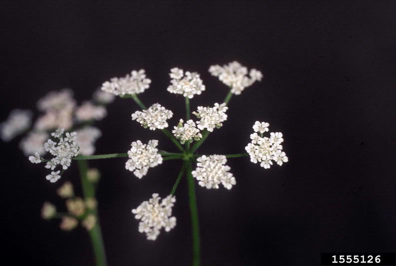wild chervil (Anthriscus sylvestris)