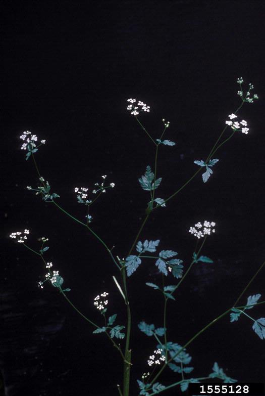 wild chervil (Anthriscus sylvestris)