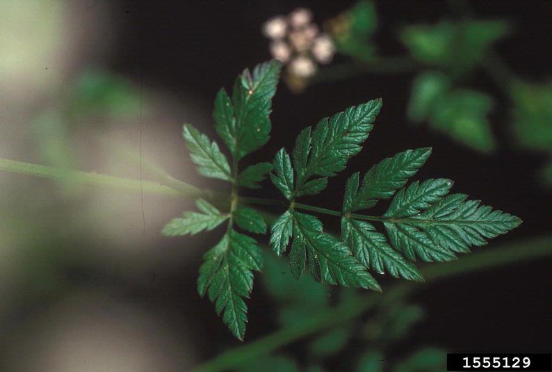 wild chervil (Anthriscus sylvestris (L.) Hoffmann)