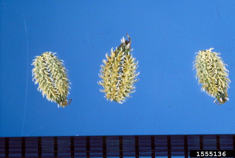 wild chervil (Anthriscus sylvestris (L.) Hoffmann)