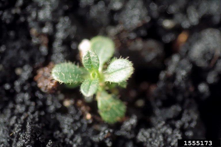 big chickweed (Cerastium fontanum ssp. vulgare (Hartman) Greuter & Burdet)