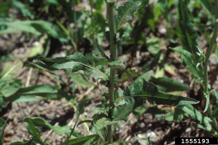 chicory (Cichorium intybus L.)