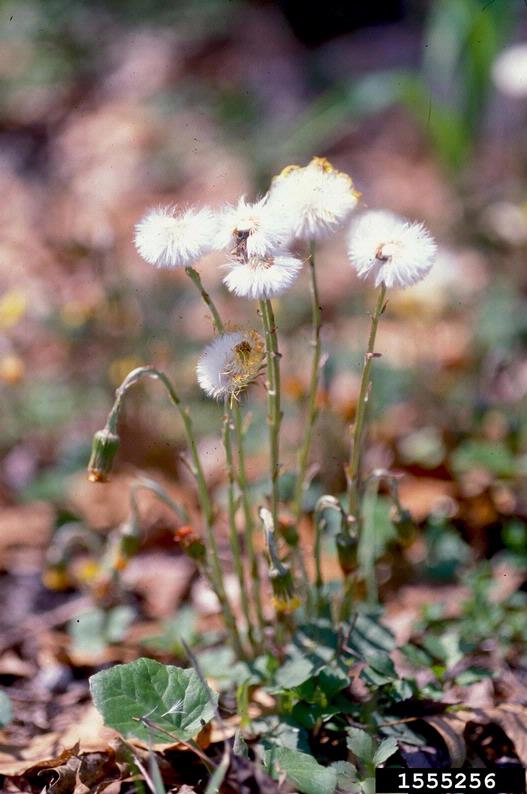 coltsfoot (Tussilago farfara L.)