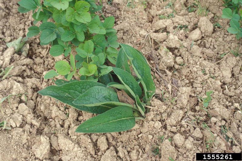 common comfrey (Symphytum officinale L.)