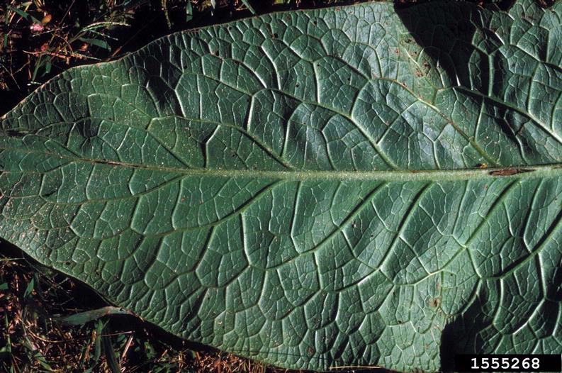 common comfrey (Symphytum officinale L.)