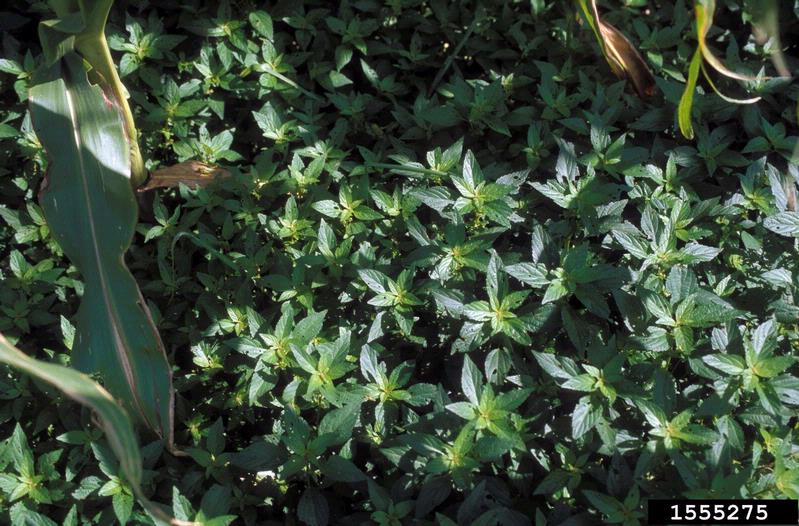 Virginia copperleaf (Acalypha virginica)
