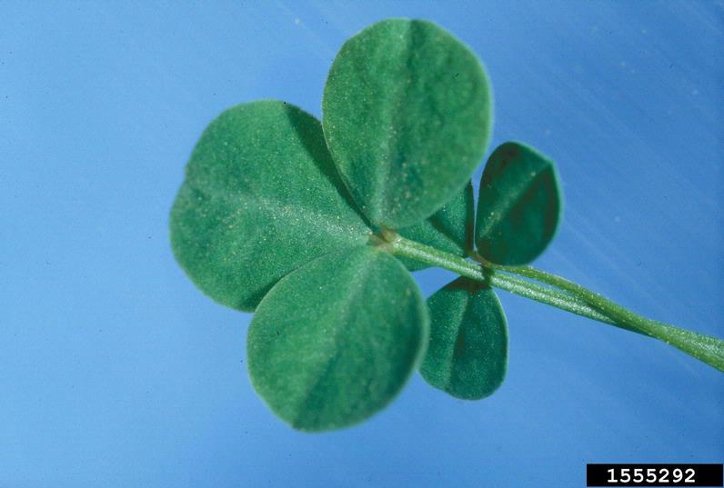 purple crown-vetch (Securigera varia (L.) Lassen)