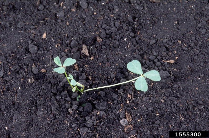 purple crown-vetch (Securigera varia (L.) Lassen)