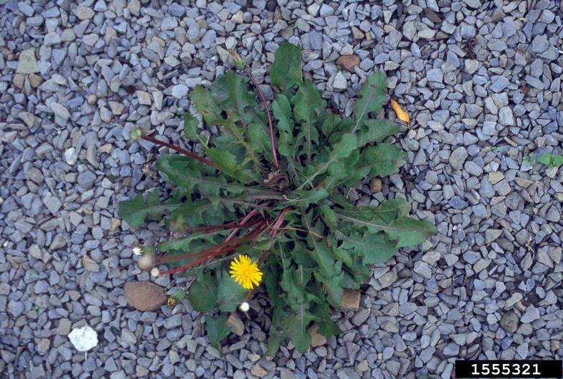 dandelion (Taraxacum officinale)