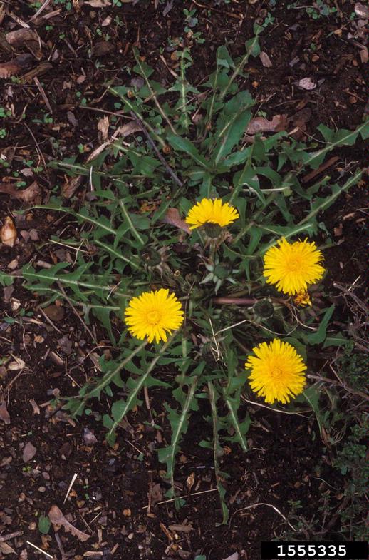 dandelion (Taraxacum officinale G.H. Weber ex Wiggers)