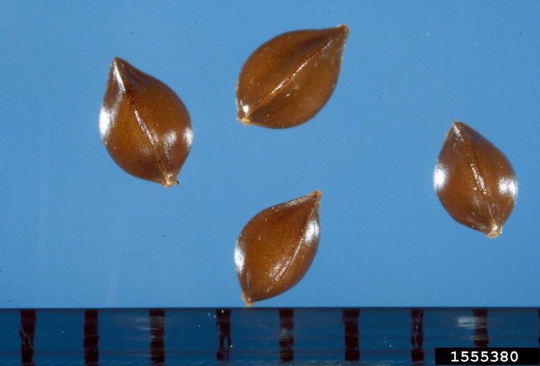 broadleaf dock (Rumex obtusifolius L.)