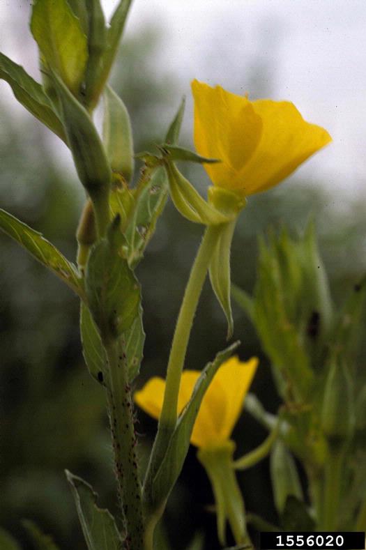 common evening-primrose (Oenothera biennis)