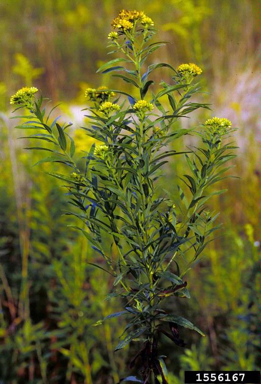 flat-top goldentop (Euthamia graminifolia var. graminifolia)