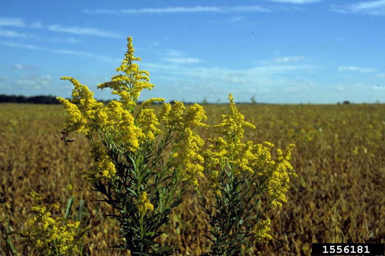 goldenrod (Genus Solidago L.)