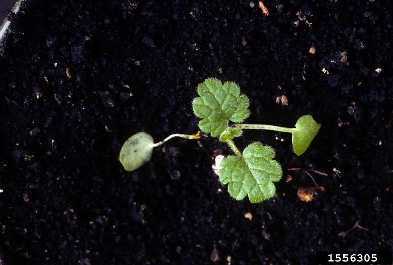 henbit (Lamium amplexicaule L.)