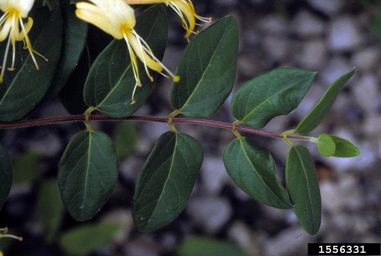 Japanese honeysuckle (Lonicera japonica Thunb.)
