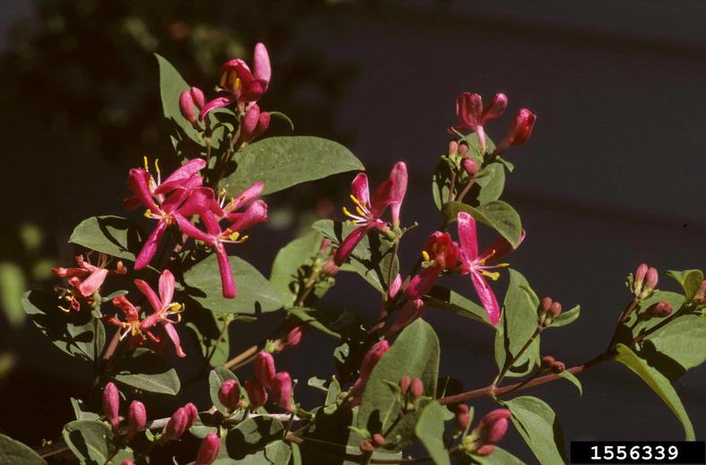 Tatarian honeysuckle (Lonicera tatarica L.)