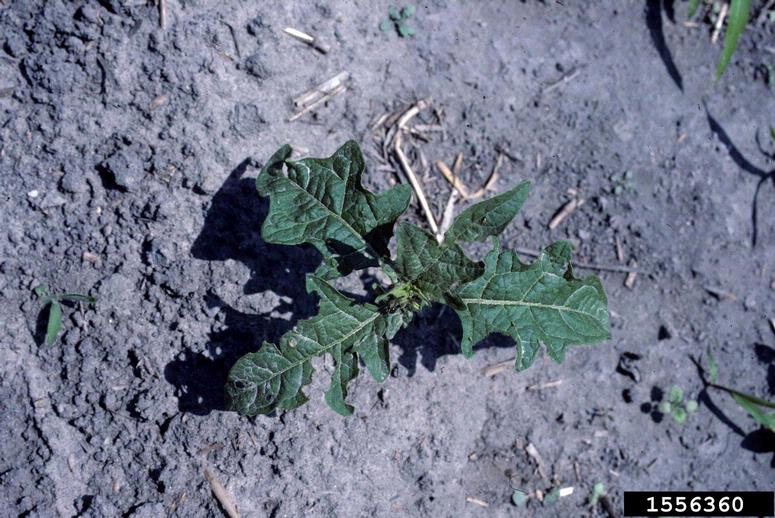 horsenettle (Solanum carolinense L.)