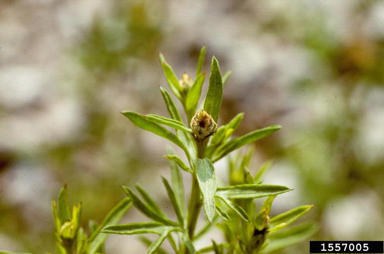 spotted knapweed (Centaurea stoebe ssp. micranthos (Gugler) Hayek)