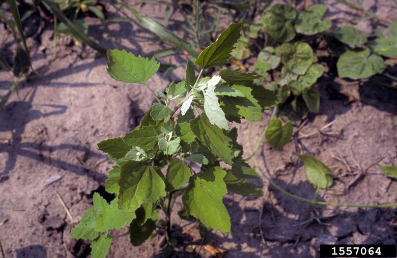 lambsquarters (Chenopodium album L)