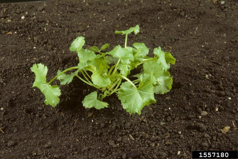 common mallow (Malva neglecta Wallr.)