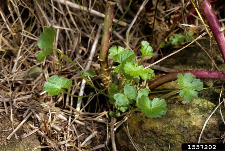 musk mallow (Malva moschata)