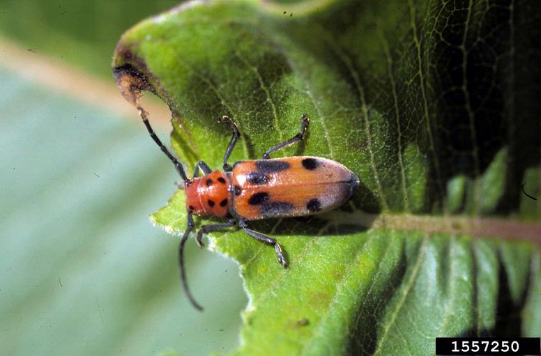 red milkweed beetle (Tetraopes tetrophthalmus (Förster, 1771))