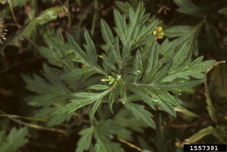 mugwort (Artemisia vulgaris) - 1557391