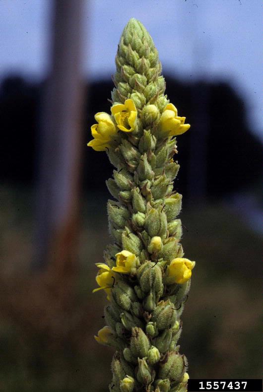 common mullein (Verbascum thapsus L.)