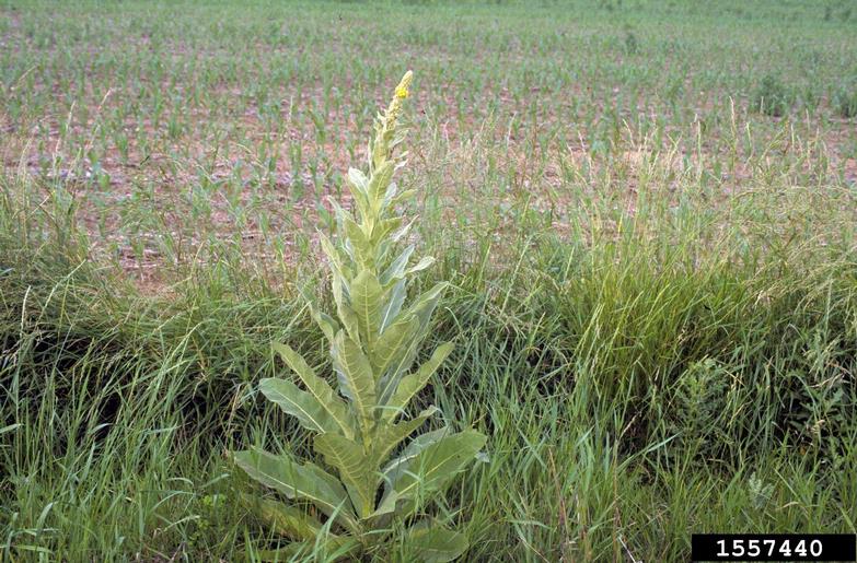 common mullein (Verbascum thapsus)