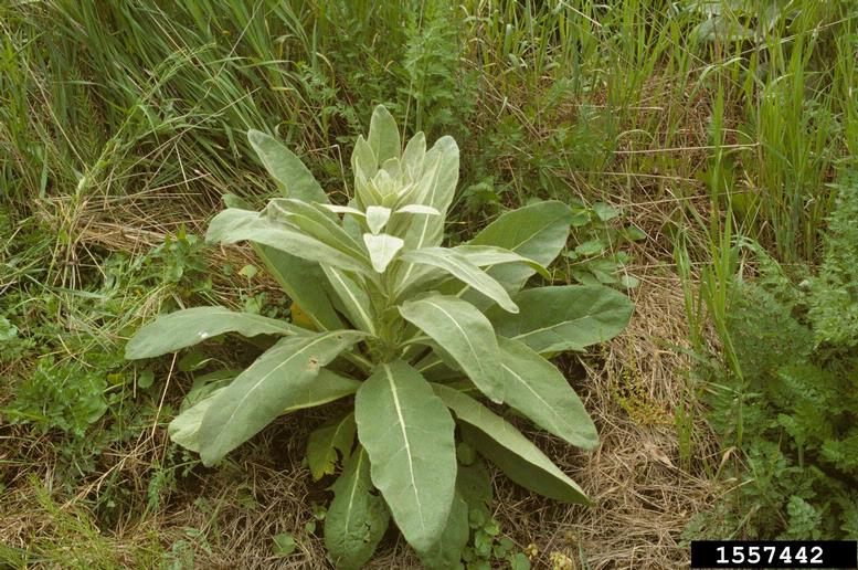 common mullein (Verbascum thapsus L.)