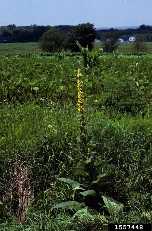 common mullein, Verbascum thapsus (Scrophulariales: Scrophulariaceae ...