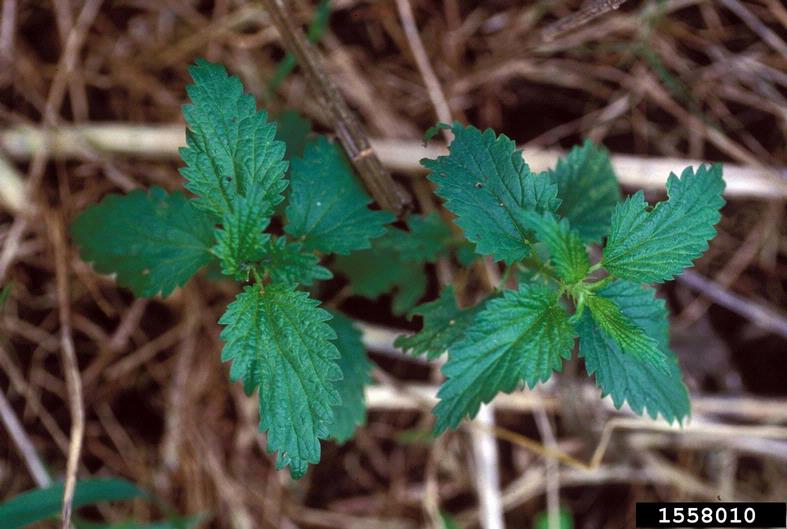 European stinging nettle (Urtica dioica ssp. dioica L.)