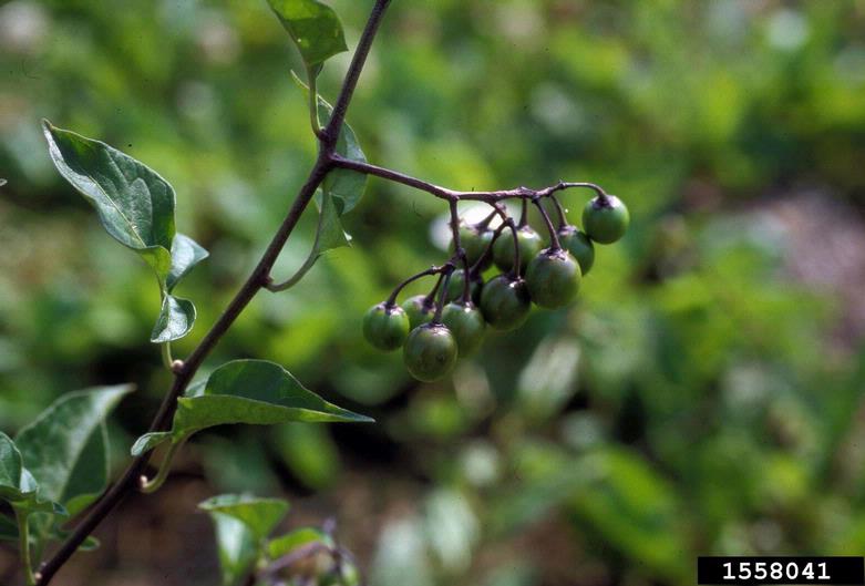 bittersweet nightshade (Solanum dulcamara L.)